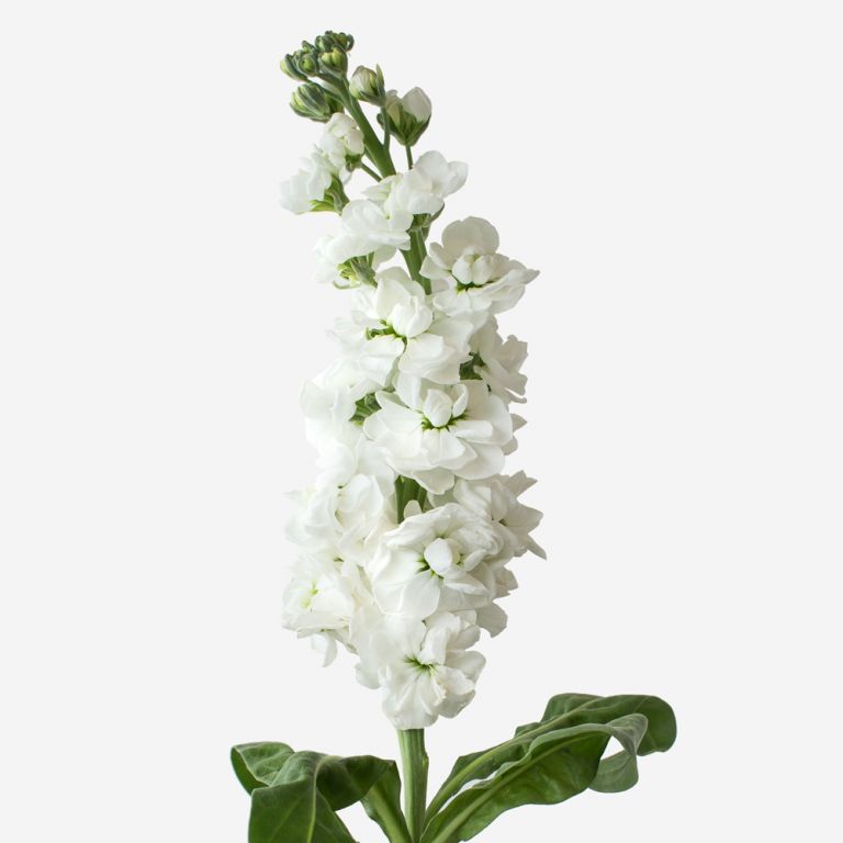 Матіола біла - замовити і купити квіти з доставкою | Donpion