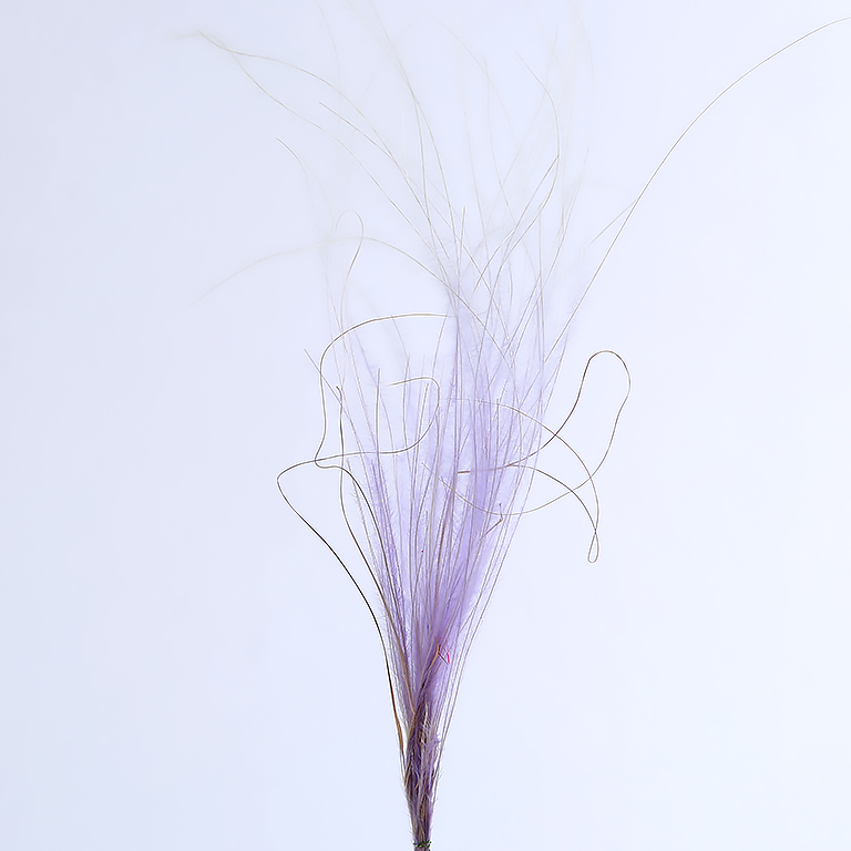 Стіфа лилова - замовити і купити квіти з доставкою | Donpion